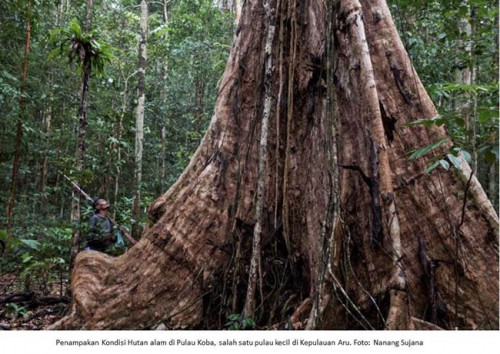 7 Interesting Facts of Aru Islands - Forest Watch Indonesia